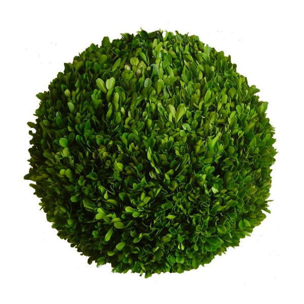 Boxwood Ball Preserved - 22 Inch – Bella Marie